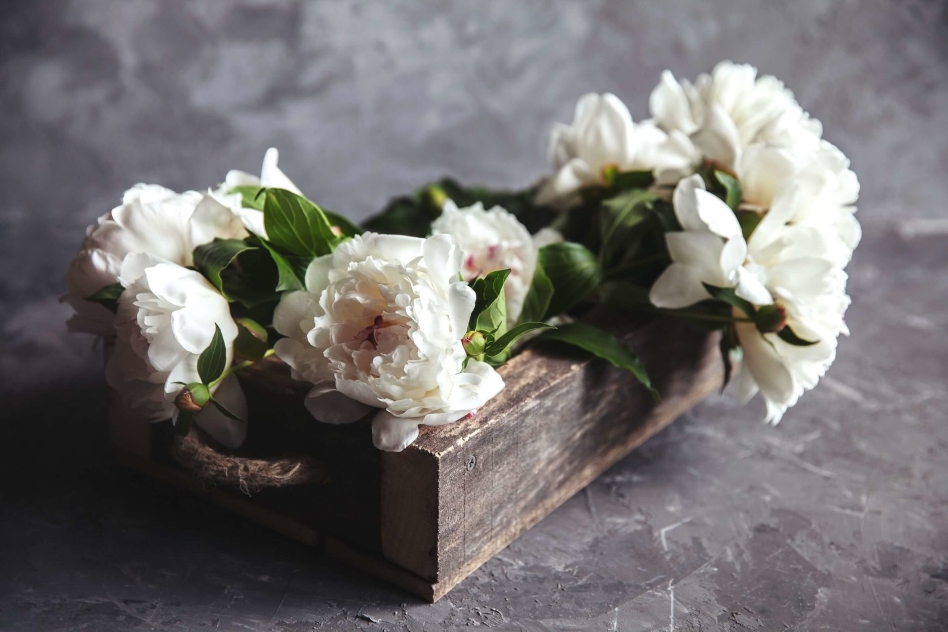 Proizvodi - Cvjećarnica Flora Rustica